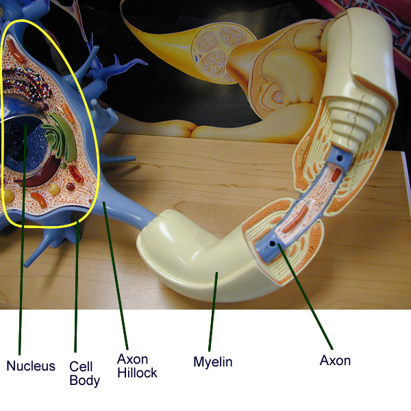 Axon Model Labeled